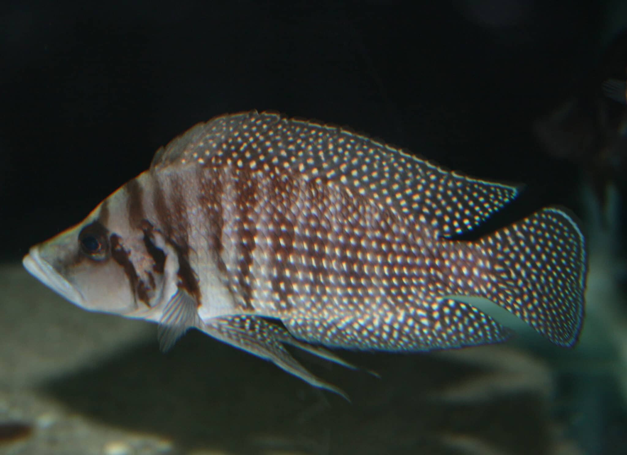 Altolamprologus calvus · Tanganyika Specialisten